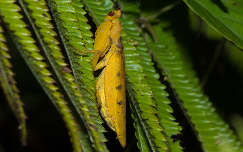 Yellow Orchid Mantis from 馬來西亞砂拉越石隆門 on July 20, 2019 at 07:54 PM by ...
