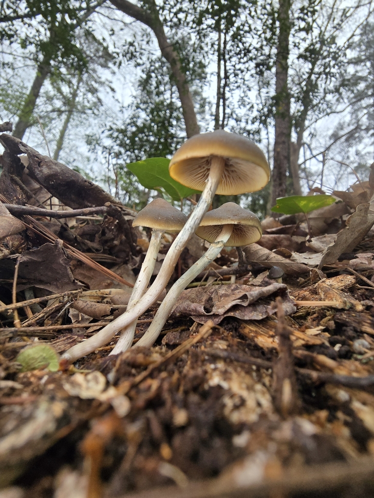 Psychedelic Ovoid Mushroom in March 2025 by Alan Rockefeller · iNaturalist