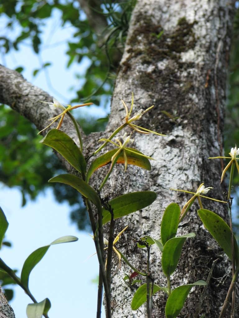 Night Scented Orchid from Ocosingo, Chiapas, Meksyk on September 24 ...