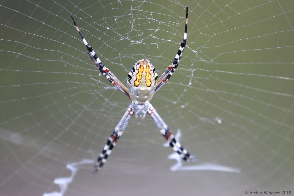 Florida Garden Spider from Jupiter Ridge Natural Area, FL, USA on ...