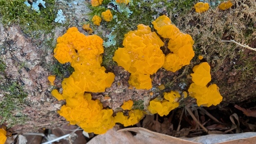 Dacrymyces subalpinus · iNaturalist