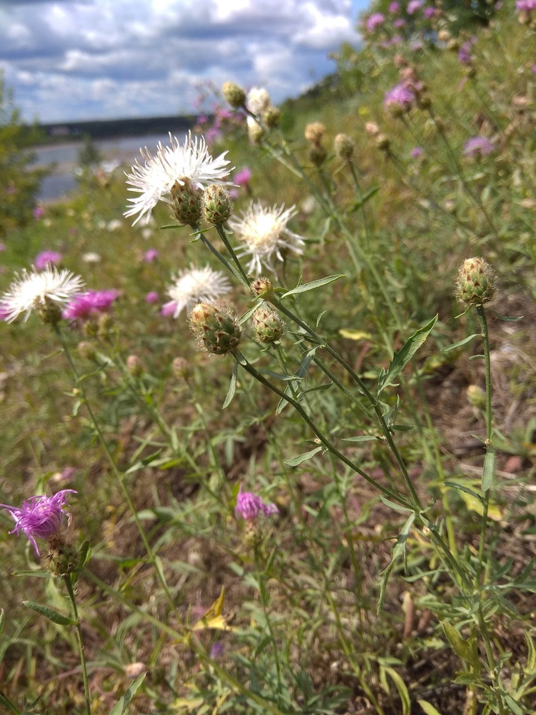 spotted knapweed from Томск, Томская обл., Россия on August 11, 2019 at ...