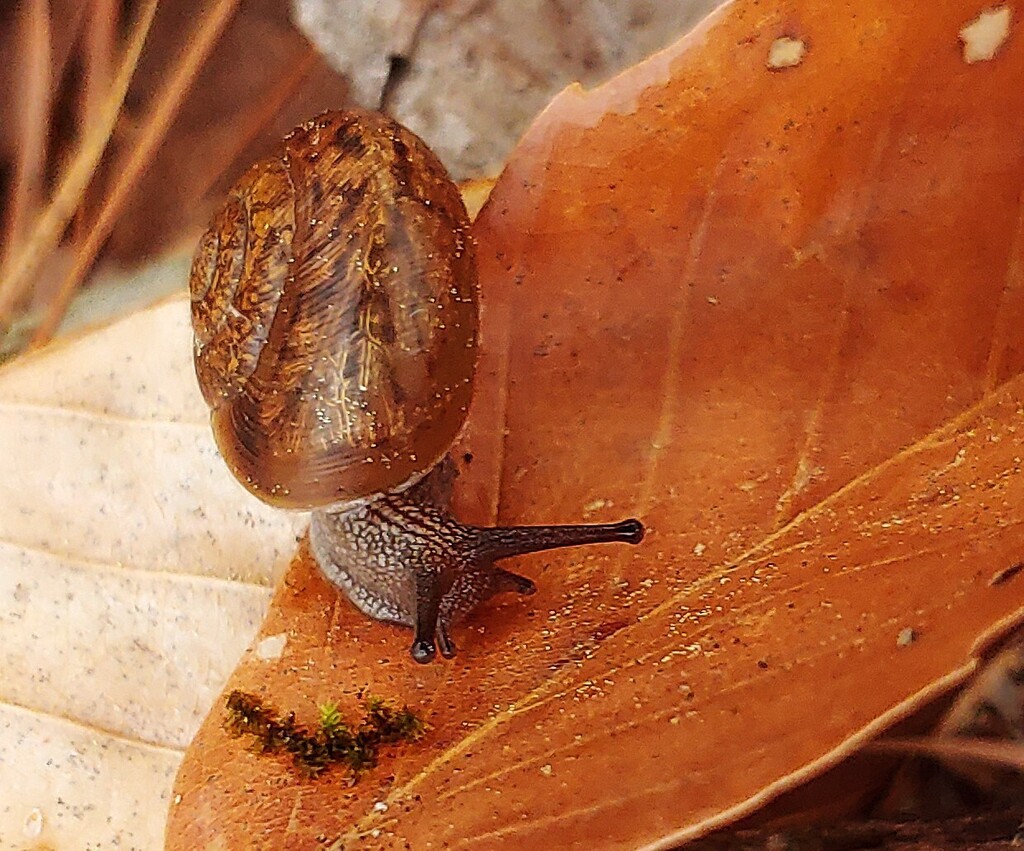 Globe Snails from Dekalb County, GA, USA on March 20, 2025 at 09:42 AM ...