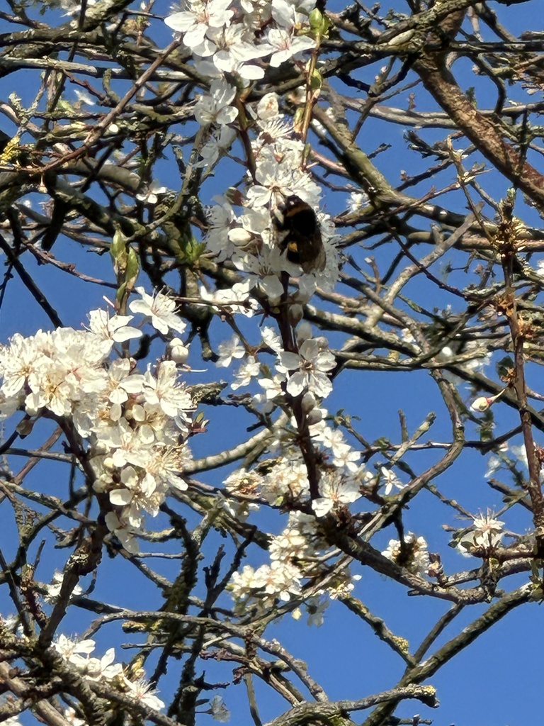 British Buff-tailed Bumblebee from King George's Playing Fields ...