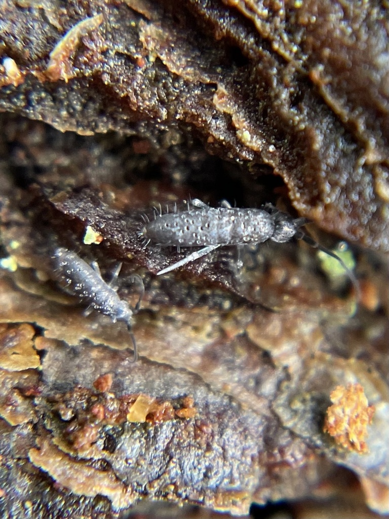 Tomocerus minor in March 2025 by northerly · iNaturalist