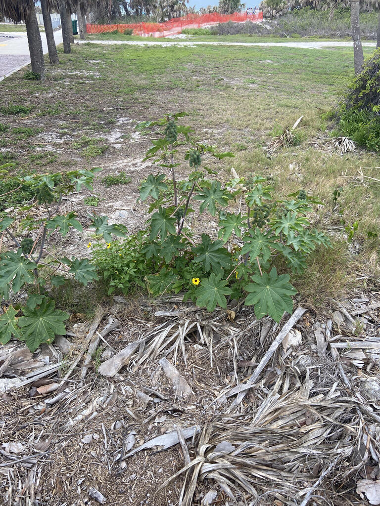 castor bean from Pinellas County, FL, USA on March 20, 2025 at 04:44 PM ...
