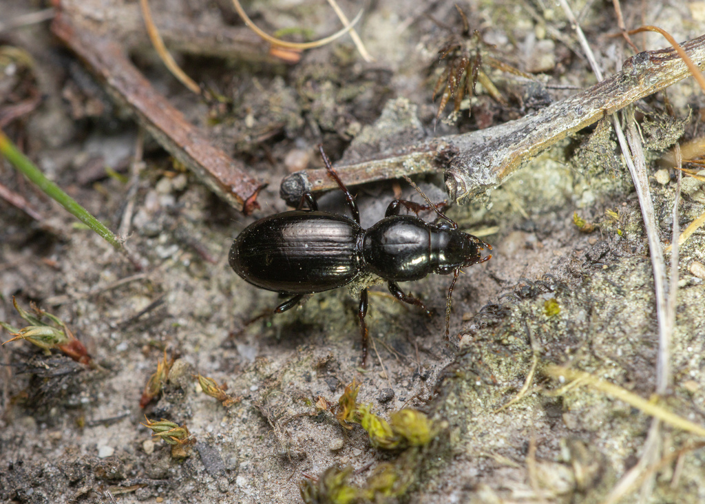 Broscinae from Ararat VIC 3377, Australia on October 8, 2024 at 10:49 ...