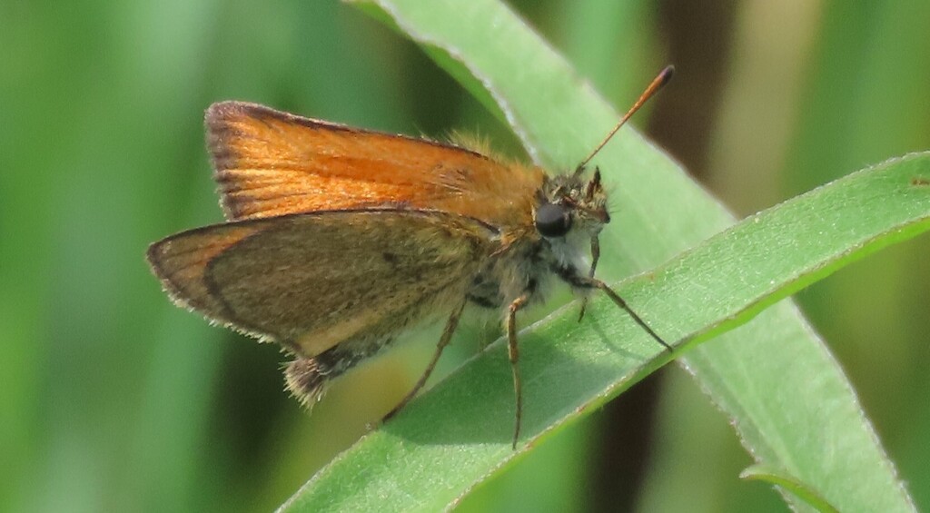 Essex Skipper from Freedom, NH, USA on June 26, 2024 at 10:05 AM by ...
