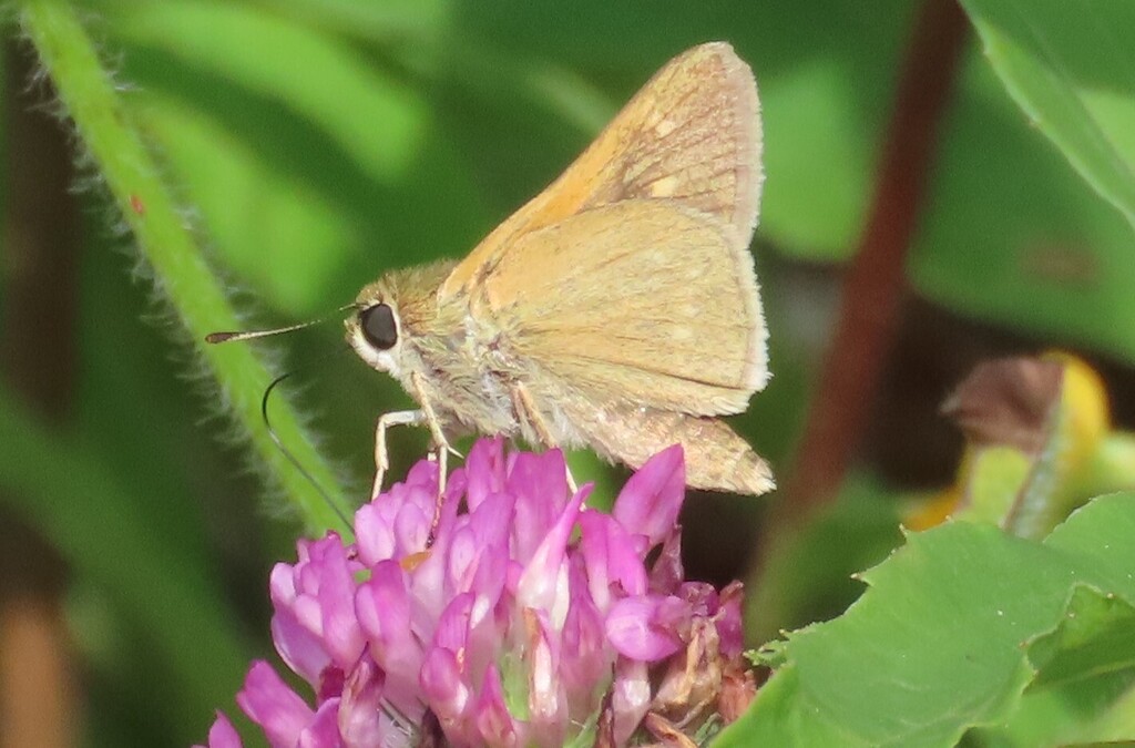 Crossline Skipper from Freedom, NH, USA on June 26, 2024 at 10:19 AM by ...