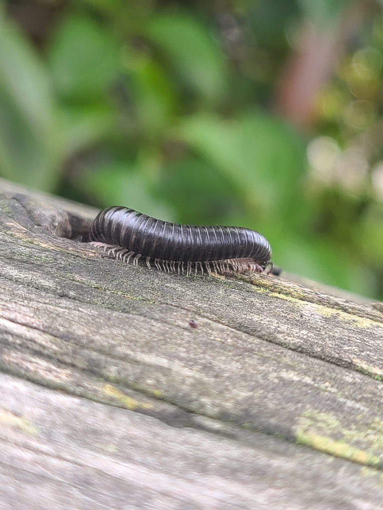 Portuguese Millipede from Kilsyth VIC 3137, Australia on March 21, 2025 ...