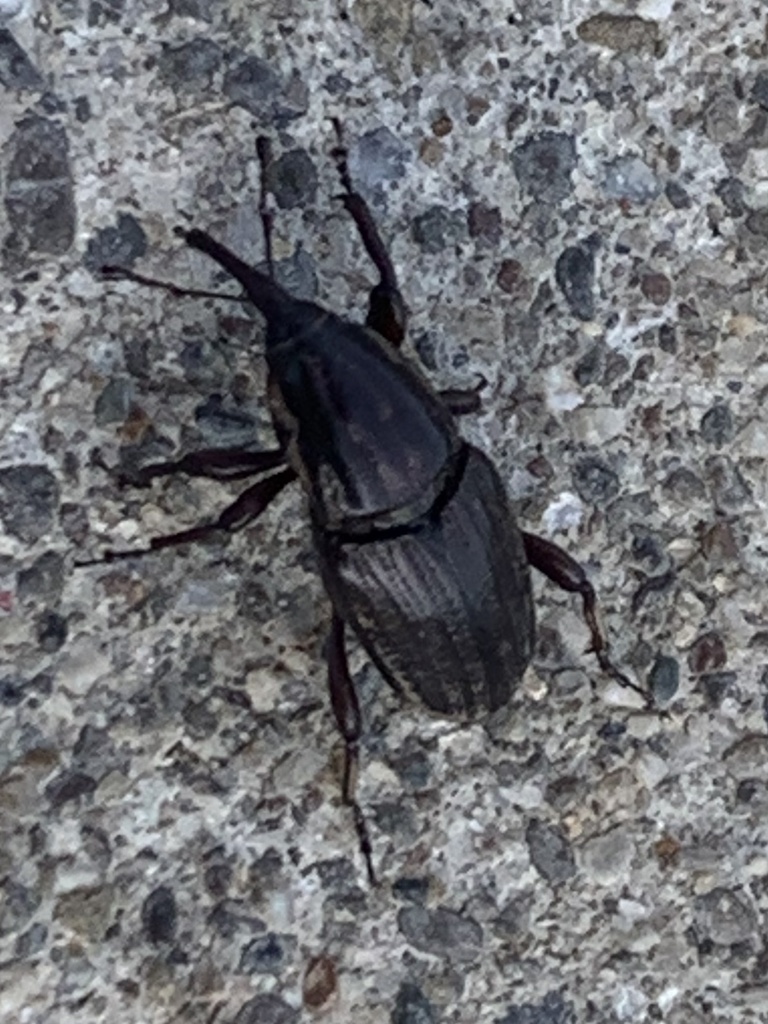 Clay-colored Billbug from Palermo Dr, Suisun City, CA, US on March 20 ...