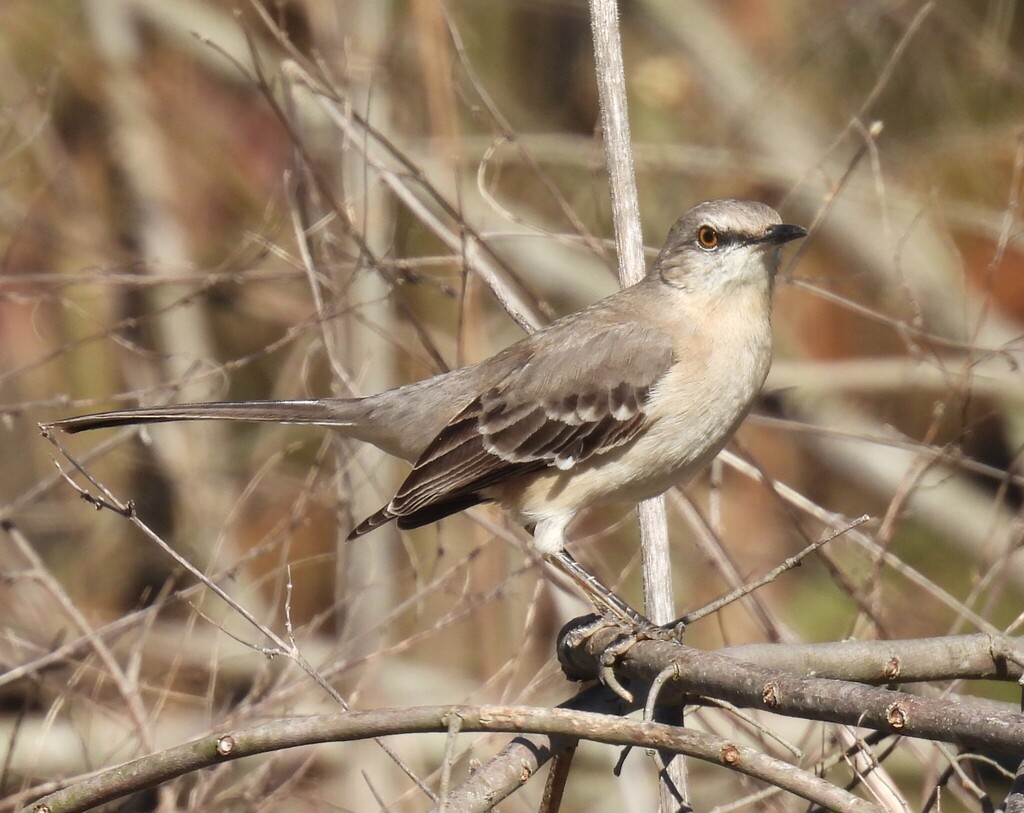 Northern Mockingbird from Sevenmile Island WMA, Lauderdale Co., AL, USA ...