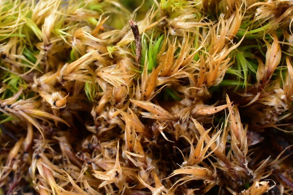 Coniochaeta from Eugene, OR 97405, USA on March 17, 2025 at 05:16 PM by ...