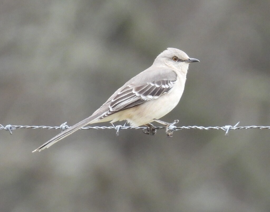 Northern Mockingbird from Gunwaleford Rd. at Co. Rd. 23, Lauderdale ...