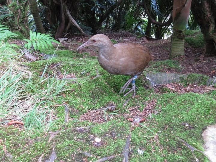 Lord Howe Rail from Lord Howe Island Permanent Park Preserve, Lord Howe ...