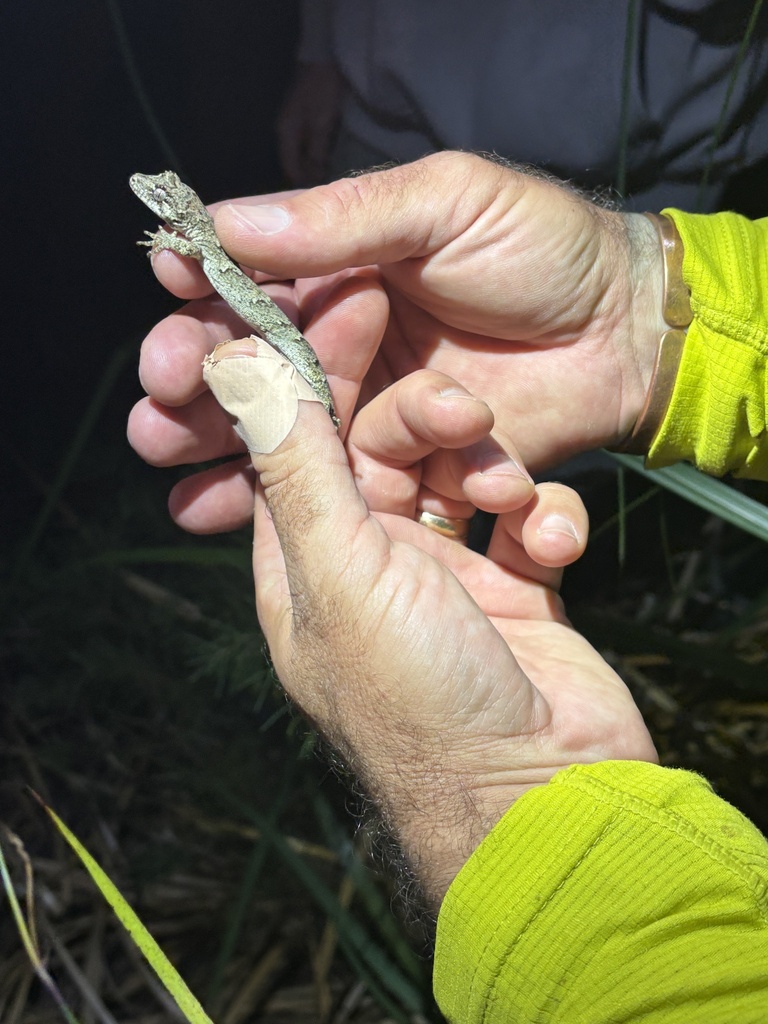 Forest Gecko in March 2025 by Jenny Hanwell · iNaturalist