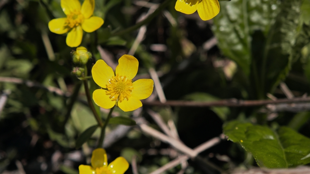 Japanese Buttercup in March 2025 by 李博恒 · iNaturalist
