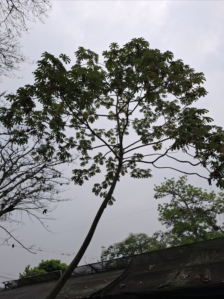 trumpet-tree from Prof Erasmo Castellanos Quinto, 94945 Peñuela, Ver ...
