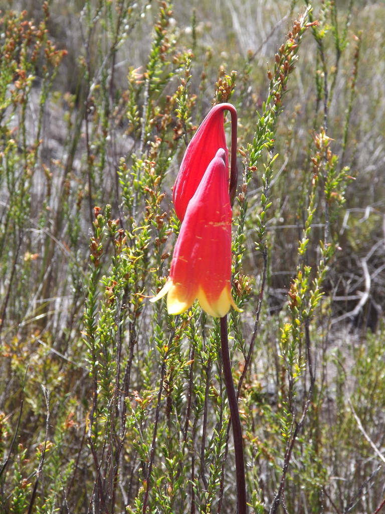 large Christmas bells (Blandfordia grandiflora) - Botanical Realm
