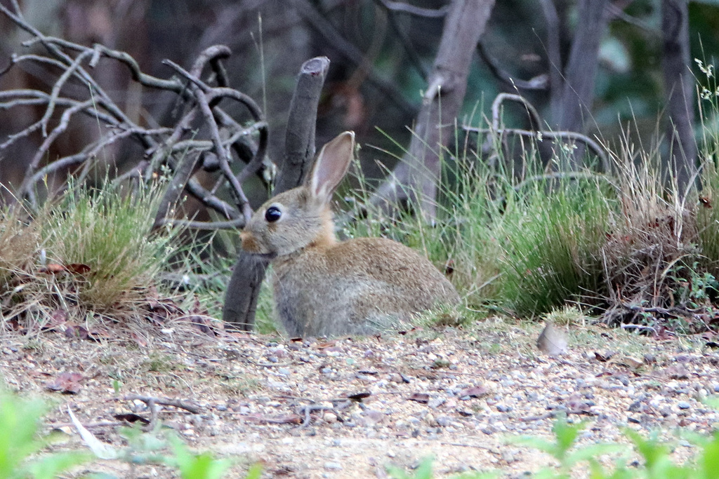 European Rabbit from Tidbinbilla Nature Reserve, ACT, Australia on ...