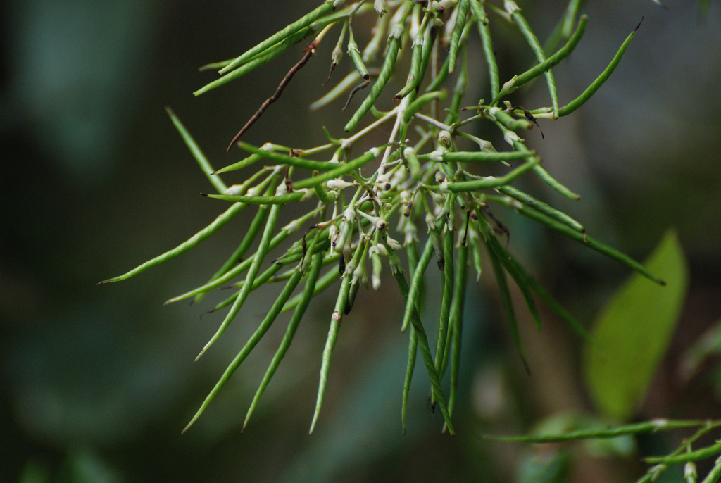 (Paraboea swinhoei) - Botanical Realm