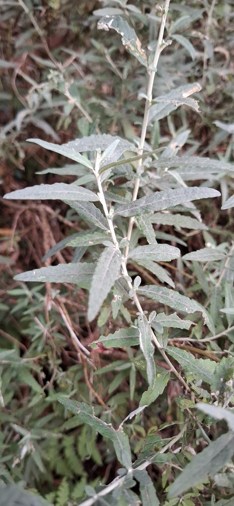 Asthma Bush from Warburton VIC 3799, Australia on March 19, 2025 at 07: ...