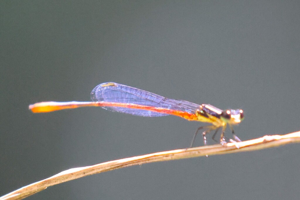 Red-tipped Shadefly from Cairns QLD, Australia on March 21, 2025 at 10: ...