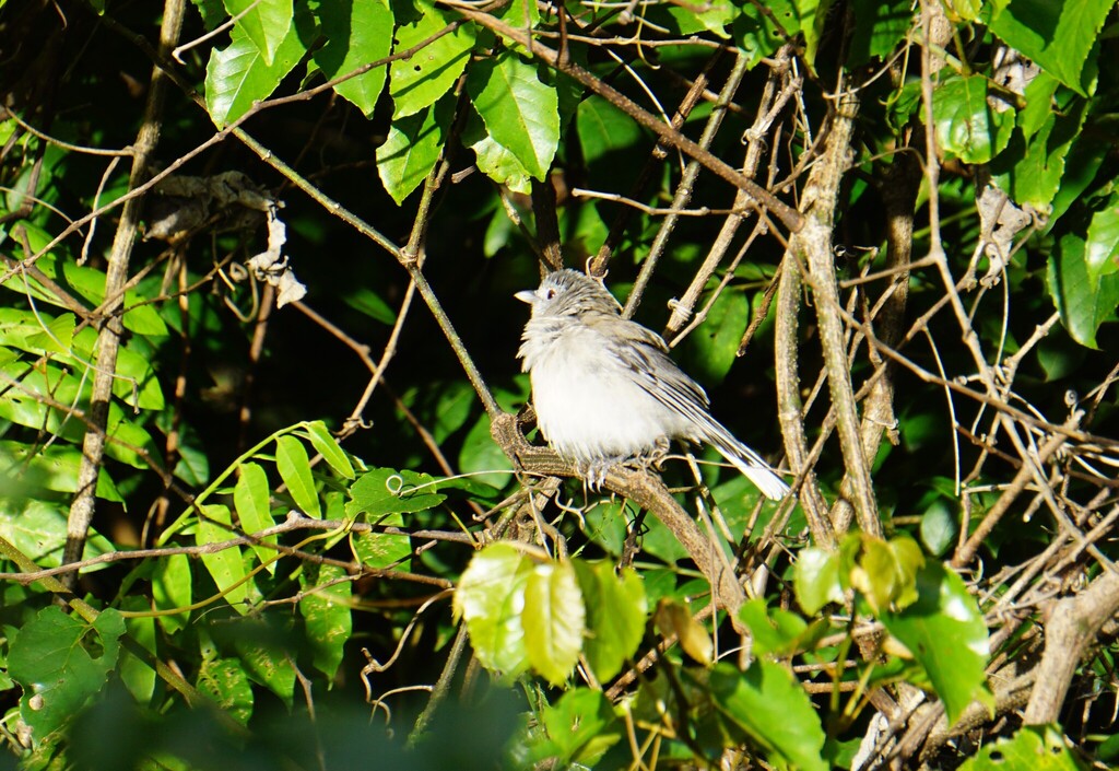 Birds in February 2025 by leechmagnet. Resting in upper canopy of ...