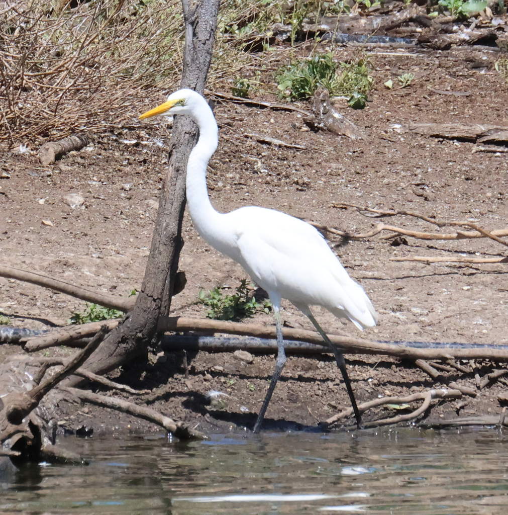 Eastern Great Egret from Lake Apex, Gatton QLD 4343, Australia on ...