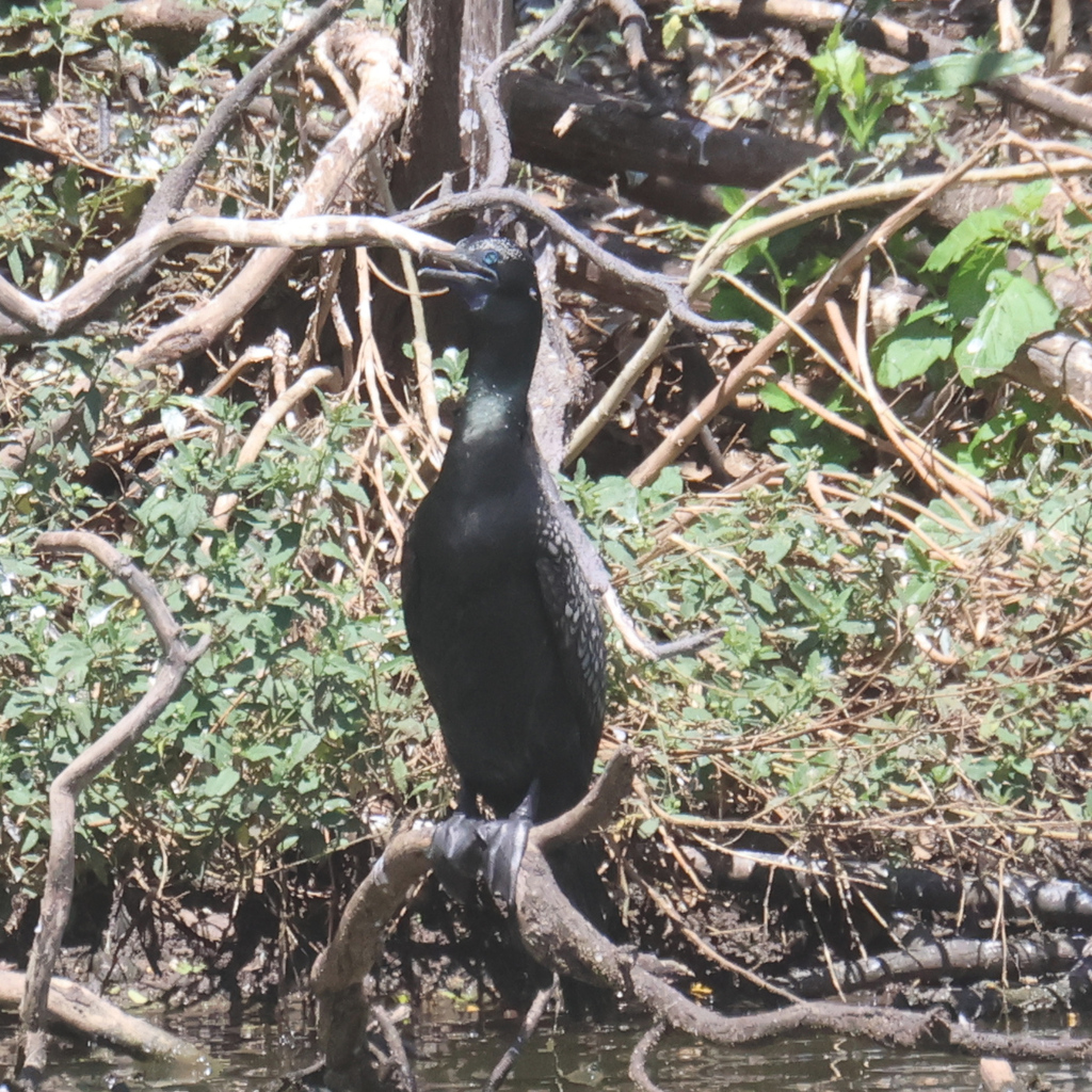 Little Black Cormorant from Lake Apex, Gatton QLD 4343, Australia on ...