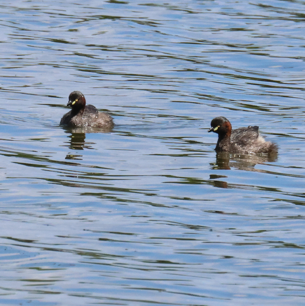 Australasian Grebe from Lake Apex, Gatton QLD 4343, Australia on ...