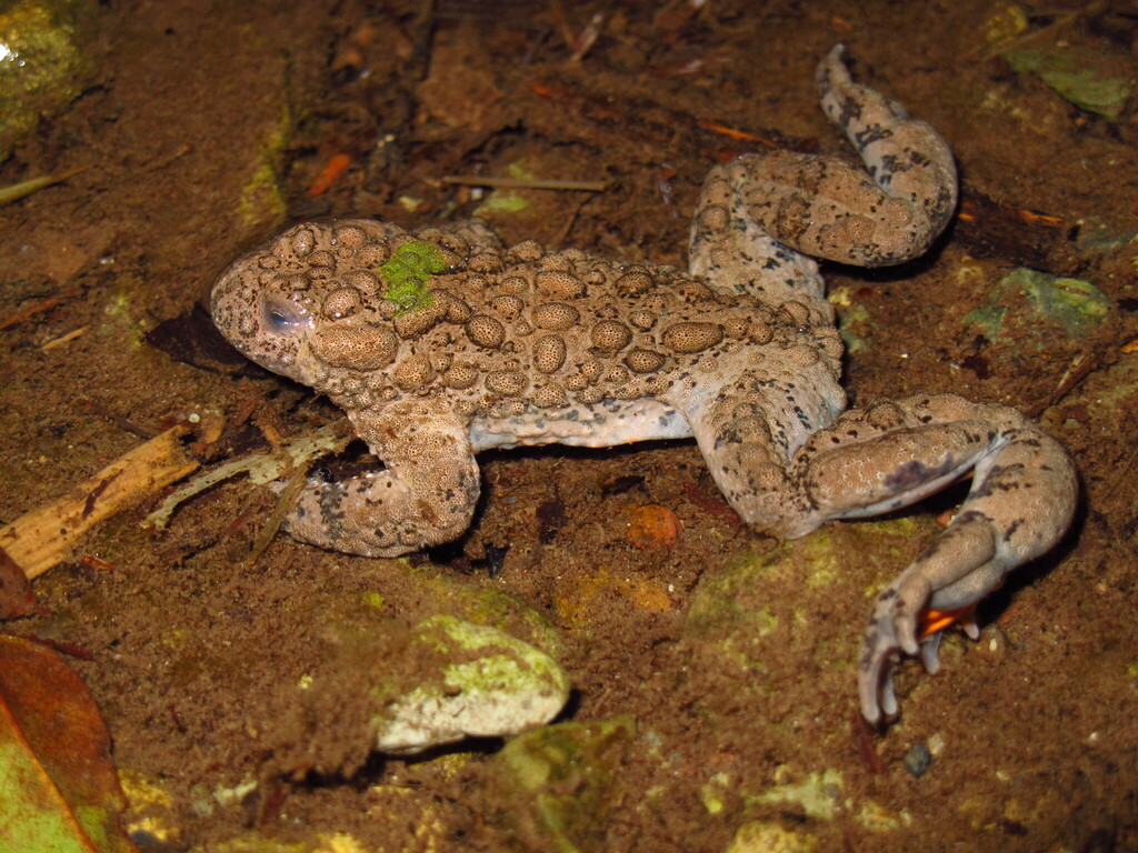 Large-webbed Bell Toad from 中国四川省凉山彝族自治州美姑县 on June 12, 2012 at 11:23 ...