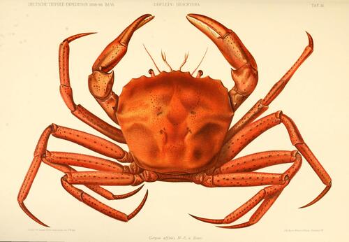 Chaceon erytheiae · iNaturalist