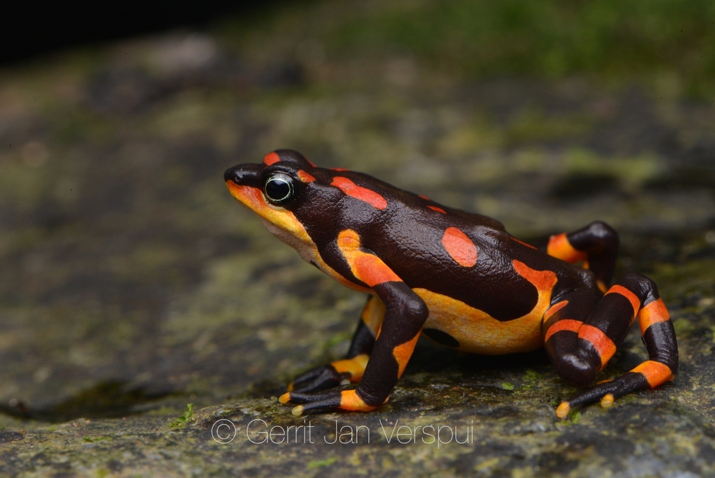 Variable Harlequin Frog in August 2019 by Gert Jan Verspui · iNaturalist