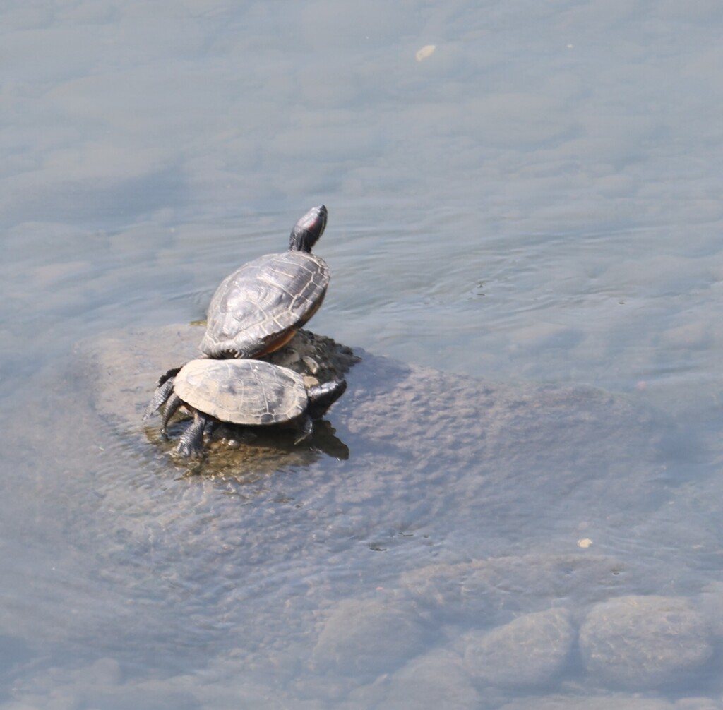 Common thread turtle from 台灣臺北 on March 19, 2025 at 01:14 PM by 胡正恆 ...