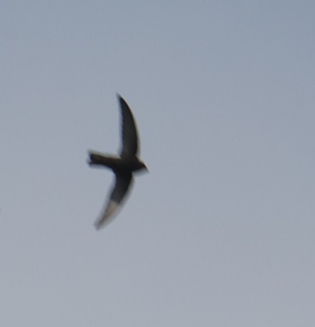 House Swift from 台灣臺北 on March 19, 2025 at 01:15 PM by 胡正恆(Jackson Hu ...