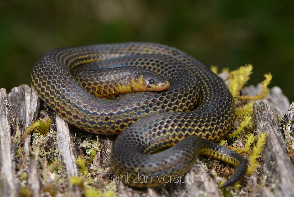Godman's Earth Snake from Puntarenas, Costa Rica on August 02, 2019 at ...