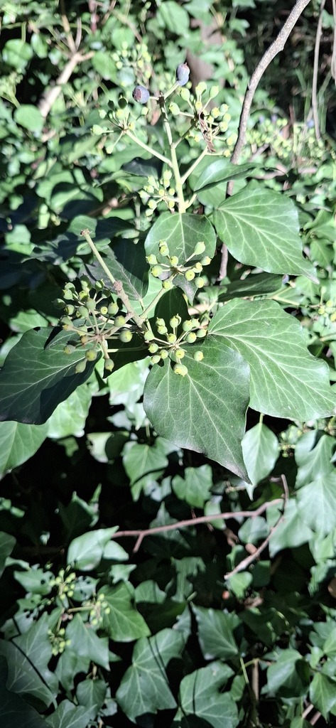 common ivy from Warburton VIC 3799, Australia on March 18, 2025 at 06: ...