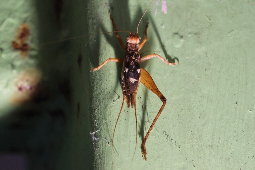 Cardiodactylus novaeguineae from Cairns QLD, Australia on March 21 ...
