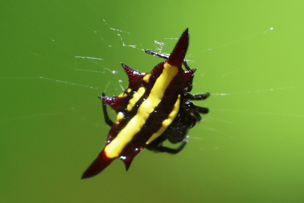 Northern Jewelled Spider from Cairns QLD, Australia on March 21, 2025 ...