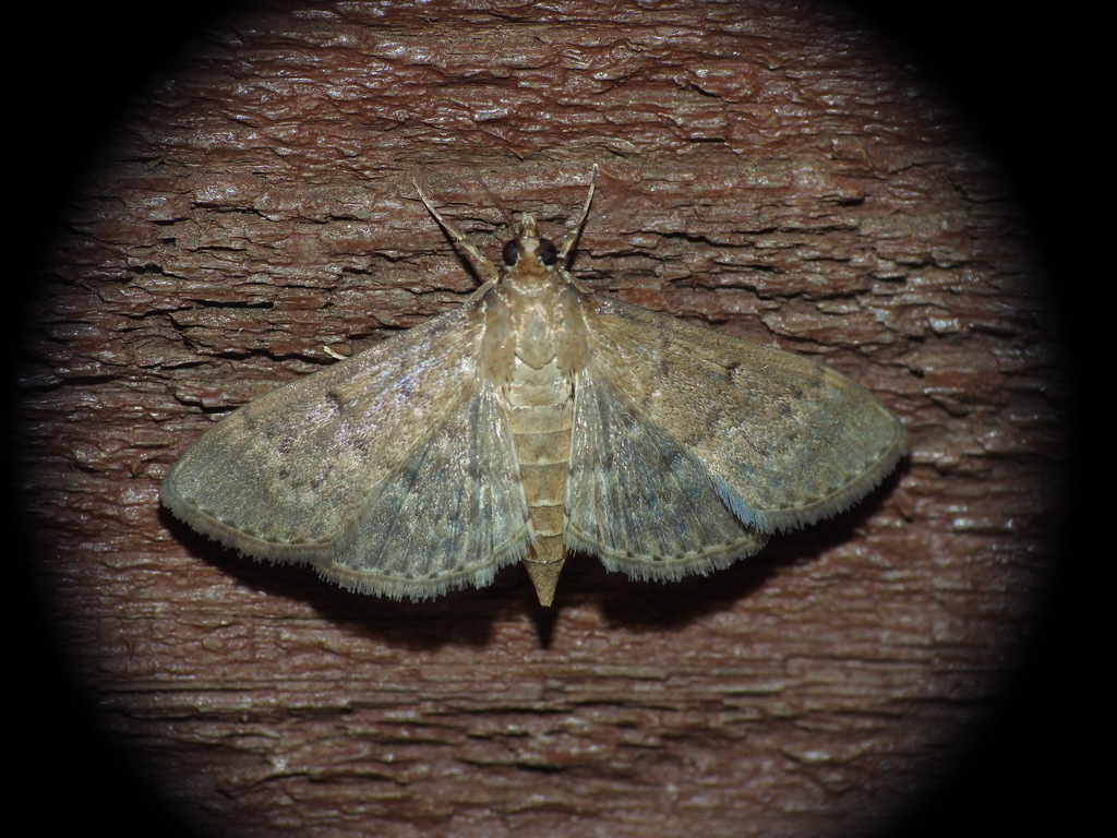 Grass Webworm Moth from Coomba Park NSW 2428, Australia on March 21 ...
