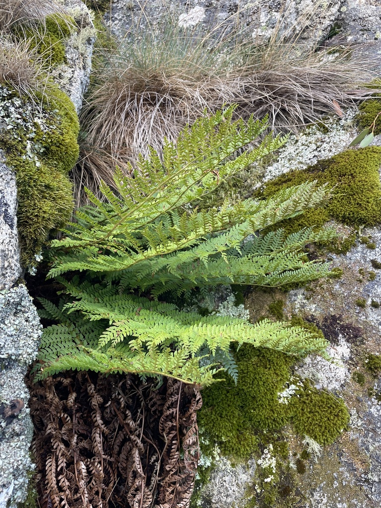 mother shield-fern from Perisher, Smiggin Holes, NSW, AU on March 21 ...