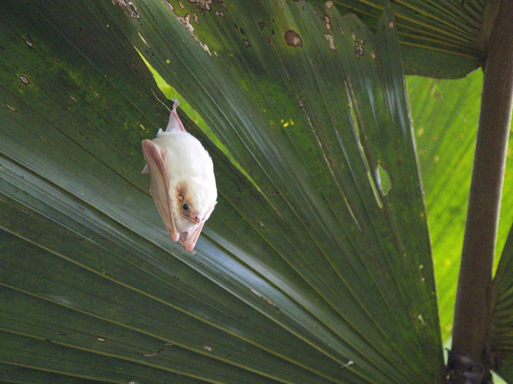 Northern Ghost Bat from Limón Province, Jiménez, Costa Rica on January ...