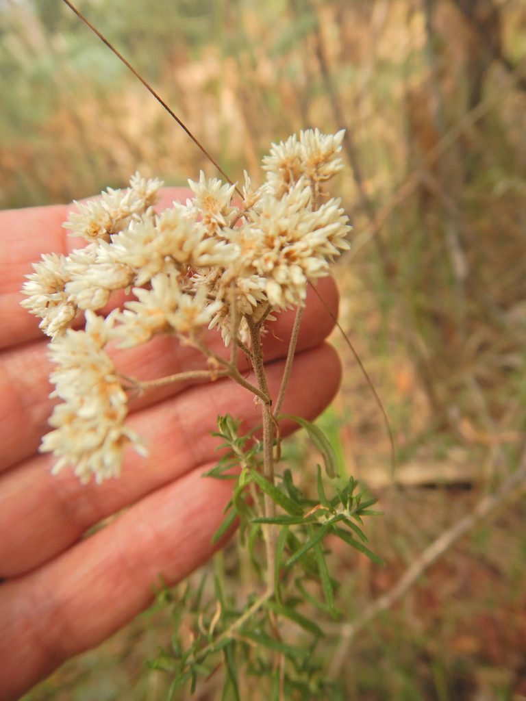 Common Cassinia from Welcome Tk (HP17) Shepherds Flat VIC 3461 ...