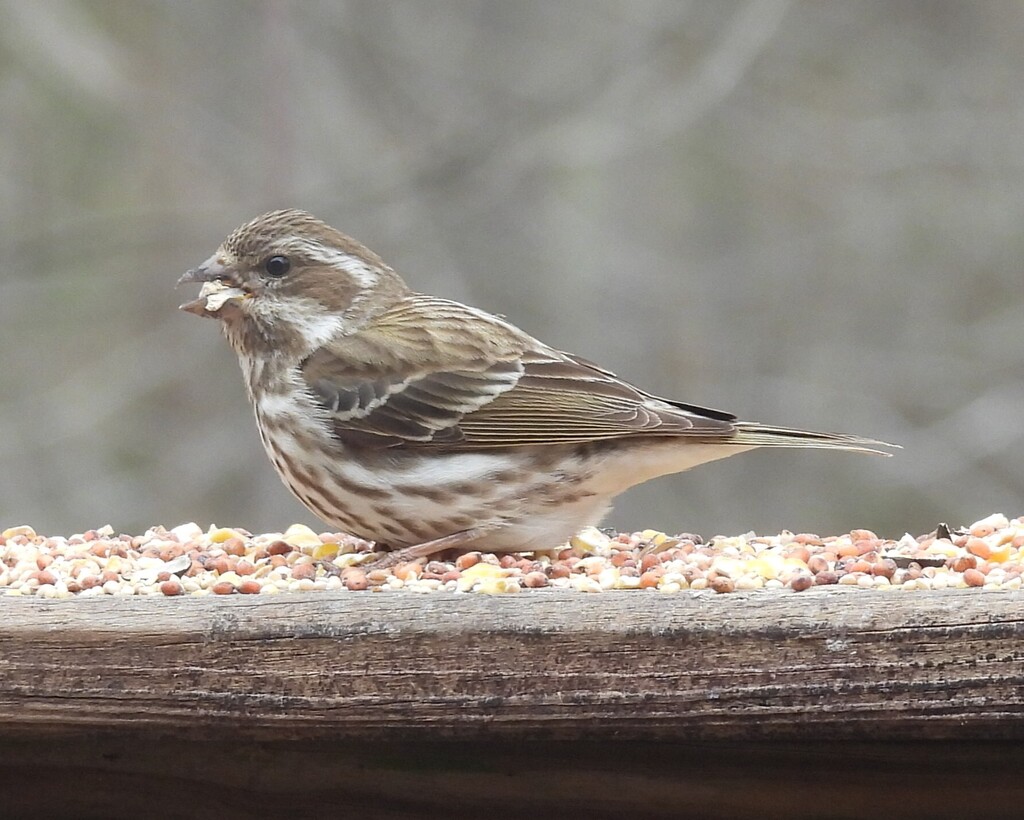 Purple Finch from Along Ijams Branch, off of Co. Rd. 275, Lauderdale ...