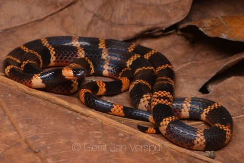 Allen's Coralsnake (Micrurus alleni) - Snakes and Lizards