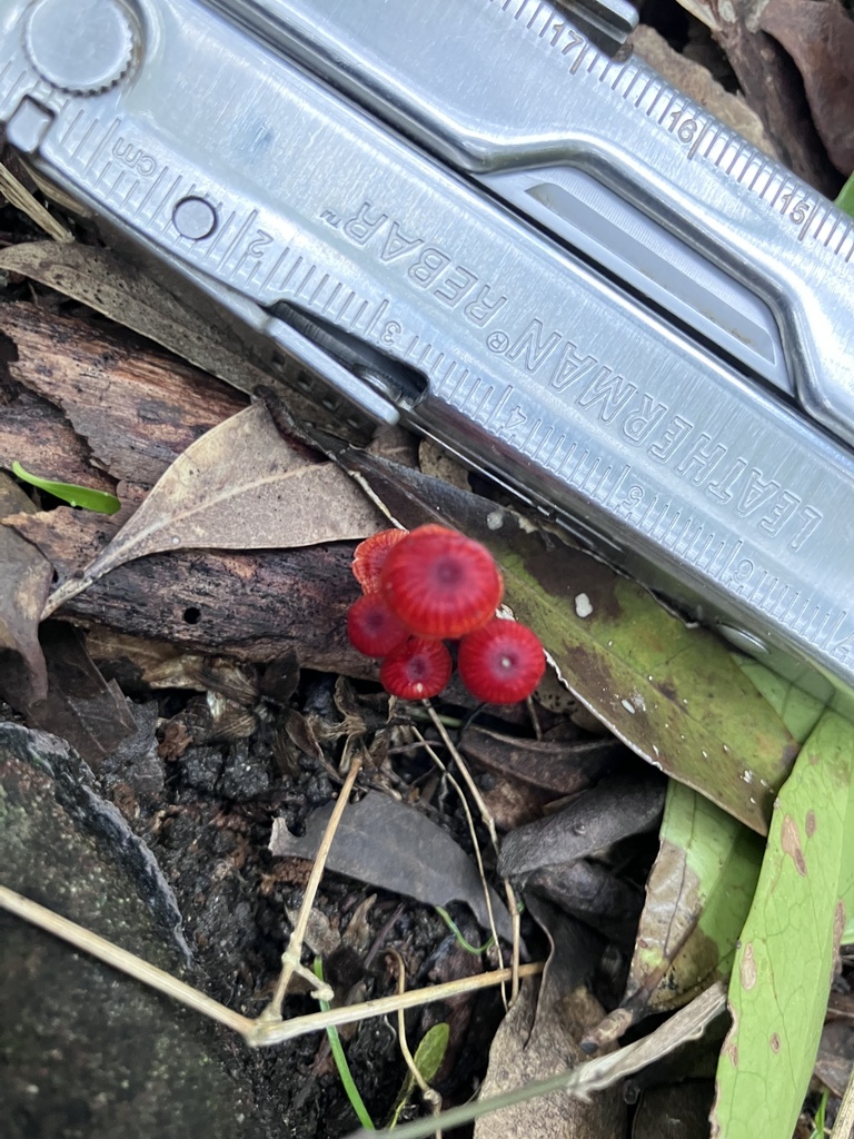 ruby bonnet from Summer Hill, NSW, AU on February 1, 2025 at 05:00 PM by tyraman · iNaturalist