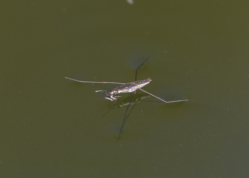 Common Water Strider from Darling, 7345, South Africa on December 25 ...