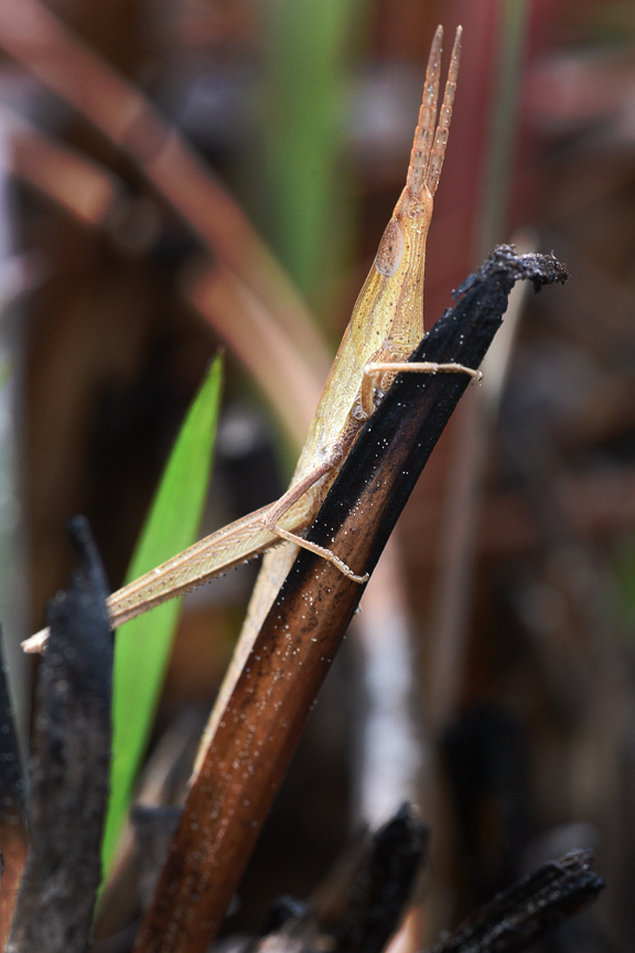 Winged and Once-winged Insects from Escambia County, AL, USA on March ...