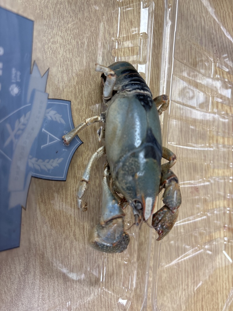 Paintedhand Mudbug from Cyanna Crt, Lakeshore, ON, CA on March 21, 2025 ...